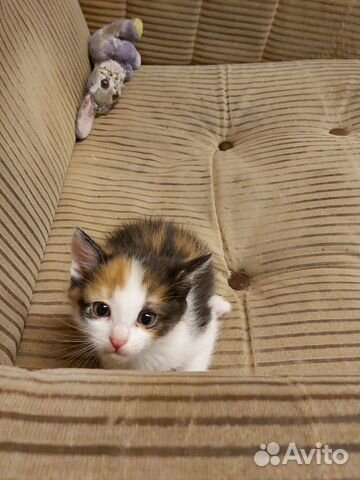 Котята. Черный и Трехцветный. В добрые руки