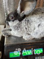 Самцы Полтавское Серебро