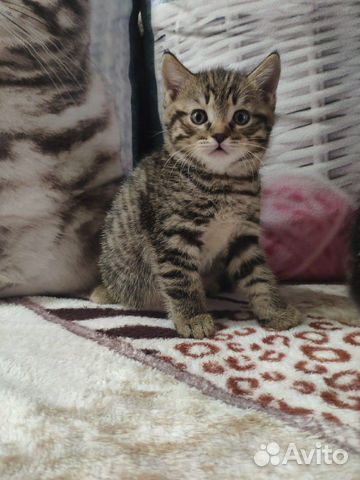 Котята смесь курильского бобтейла и сибирского кот