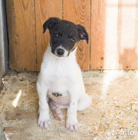 Щенок мальчик