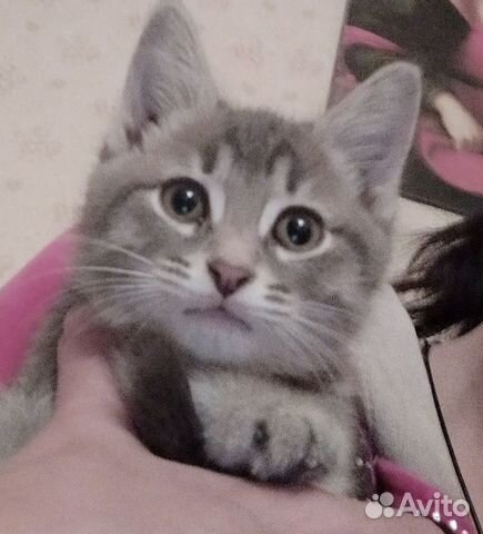 Толстунчик Васенька