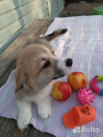 Малыш Корги