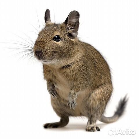 Чилийские бельчата Дегу