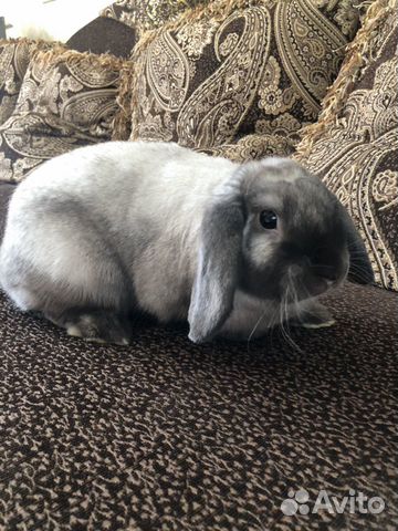 Продам кролика