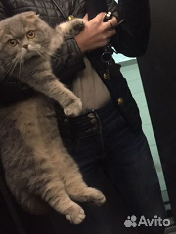 Отдам в хорошие руки британку вислоухую