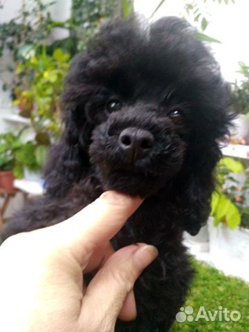 Щенок той пуделя