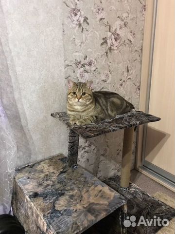 Вязка, шотландец
