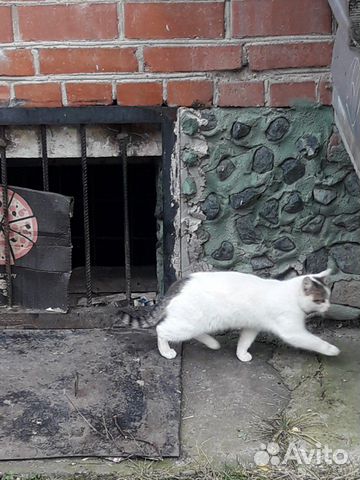 Котеночек в заботливые руки