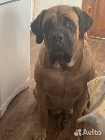 Английский мастиф