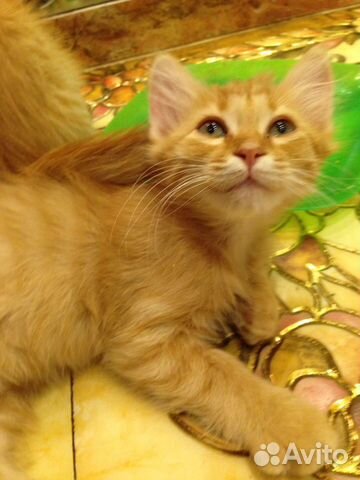 Котенок мальчик