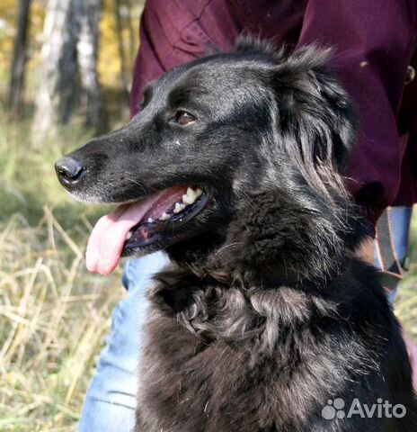 Красавица Нэнси ищет дом