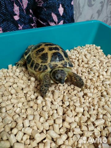 Черепаха с домиком-переноской