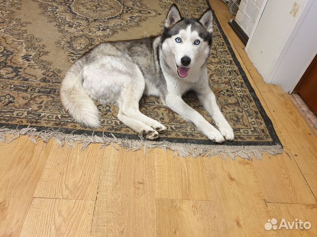 Продам Хаски
