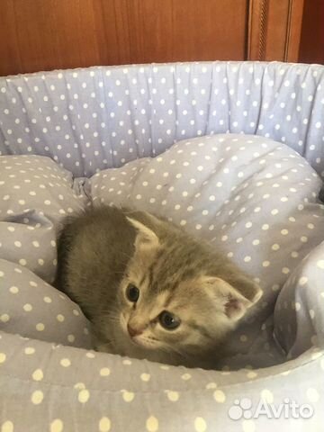 Котёнок девочка