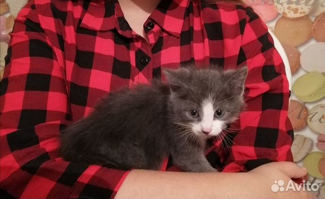 Котенок в добрые руки