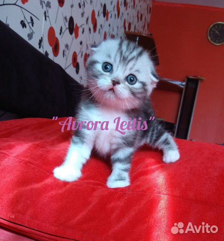 Шотландский вислоухий котенок