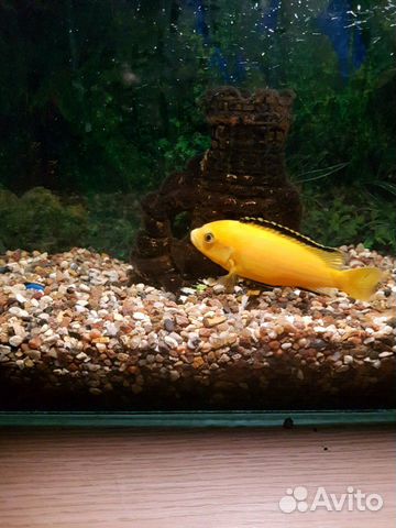 Цихлида желтая