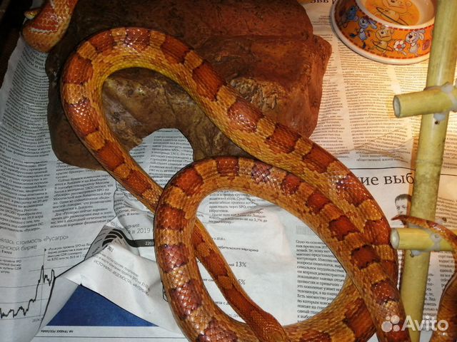 Маисовый полоз нормал