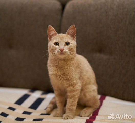 Котёнок Виня