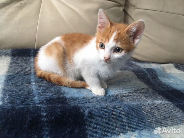 Рыжий котёнок 3 мес