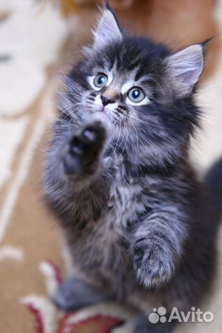 Котенок Лапушка