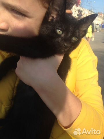 Котята бесплатно