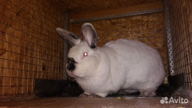 Калифорния самец