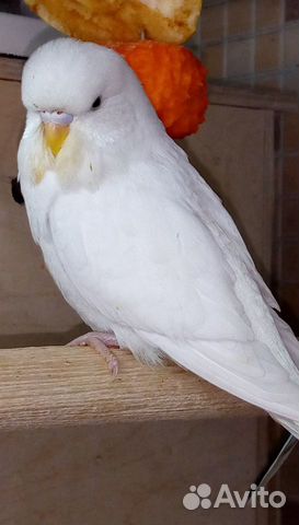 Белый попугайчик ввп,чех
