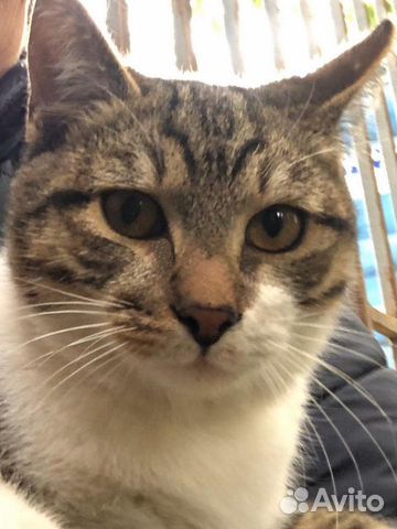 Очаровательный полосатик Смурфик в добрые руки