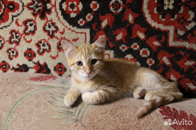 Котята 2 месяца три мальчика и девочка