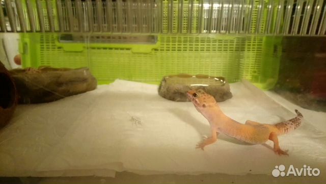Продам эублефара + террариум