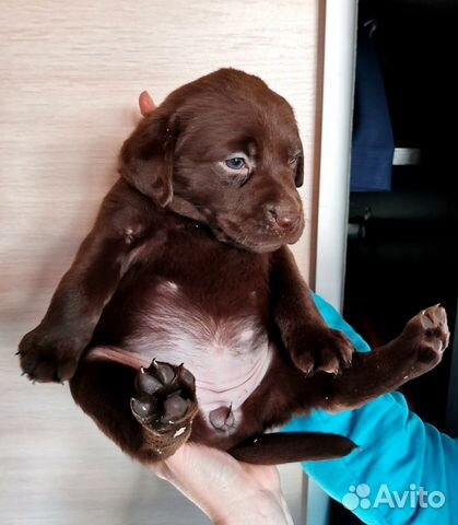 Щеночки Лабрадора- Ретривера