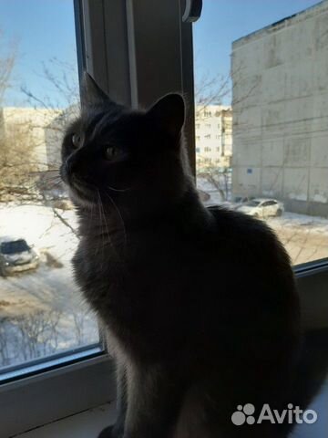 Котята красивые