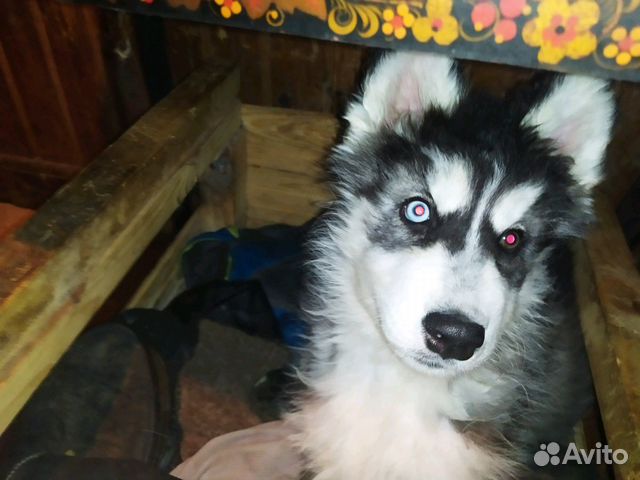 Щенки Сибирский Хаски
