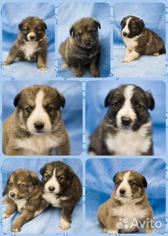 Чудесные домашние щеночки для хороших людей