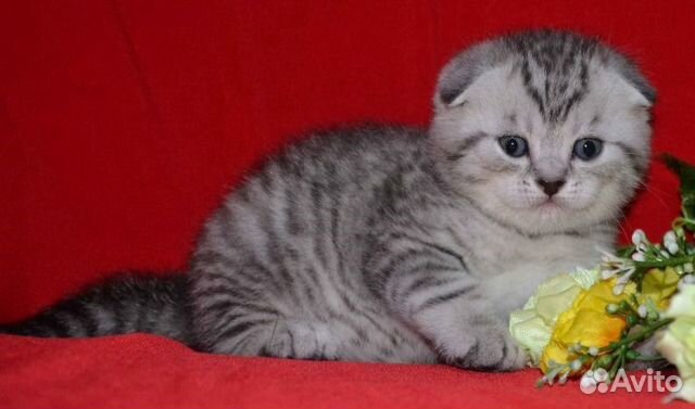 Шотландский котенок вискас Марко