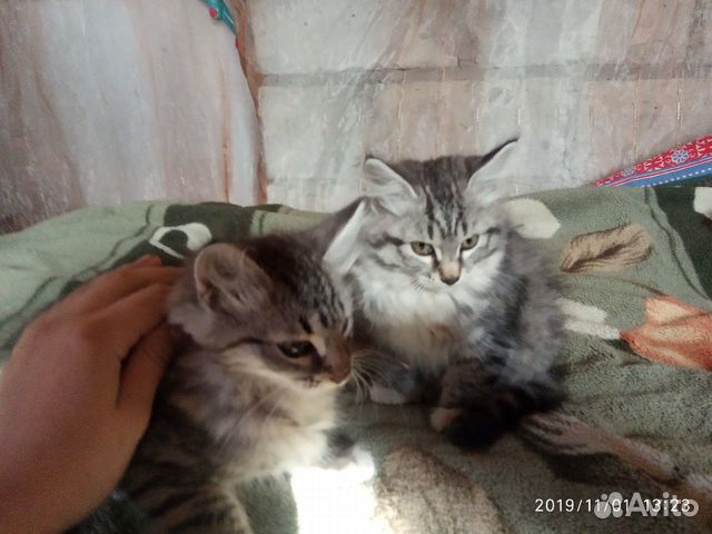 Котята ищут домик