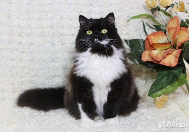 Очаровательный котик,кастрат