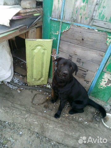 Собака Тайсон