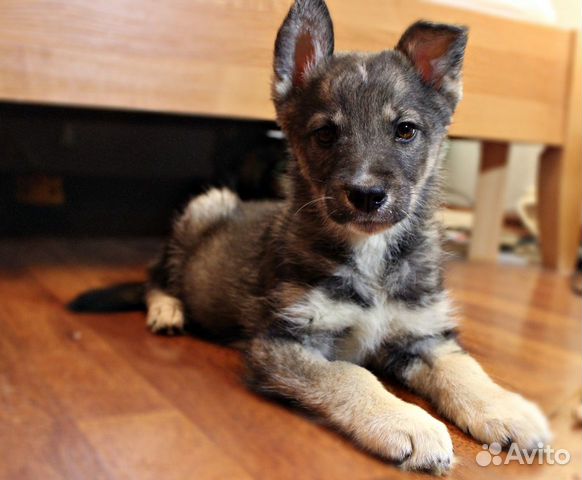 Метис немецкой овчарки