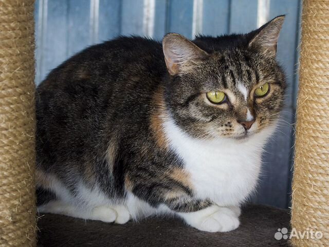 Нежная и добрая Афина