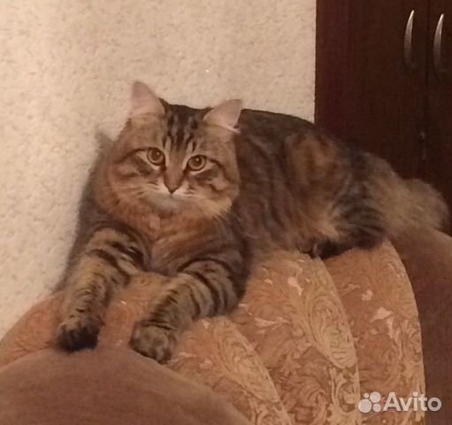 Кот на вязку