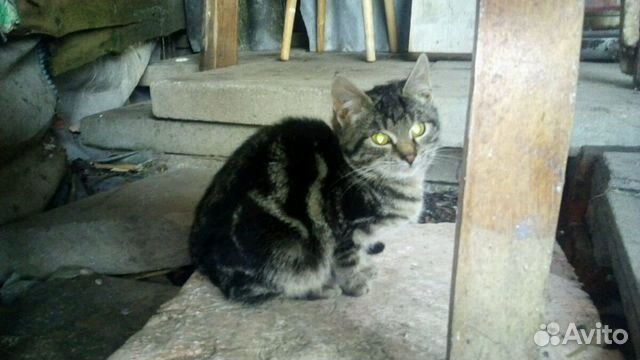 Котик в добрые руки
