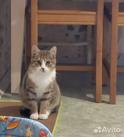 Котенок-подросток очень ищет добрые руки