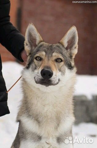 Чехословацкий влчак