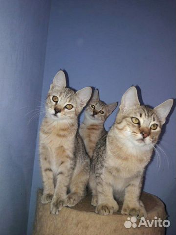 Котята пиксибоб