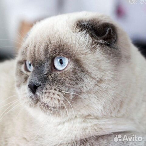 Кот для вязки