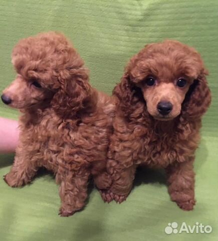 Продаются очаровательные щенки миниатюрного пуделя