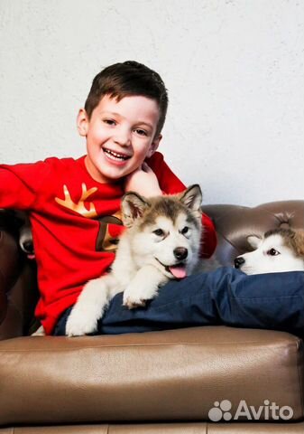 Маламутики