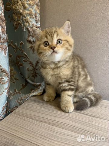 Шотландские котята, шоколадный мрамор, мальчики